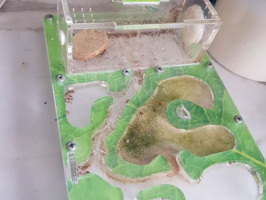 Муравьиная ферма без муравьев