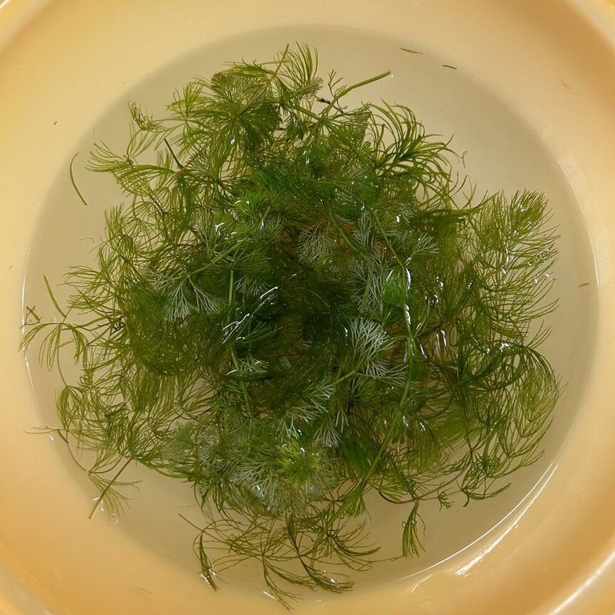 Аквариумные растения / прополка / 3 вида