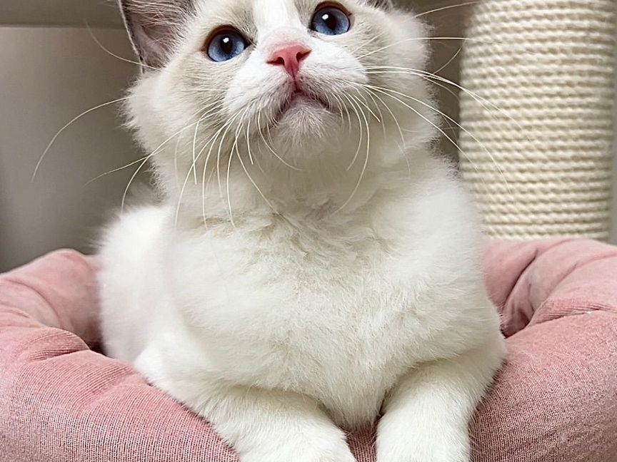 Котята рэгдолл