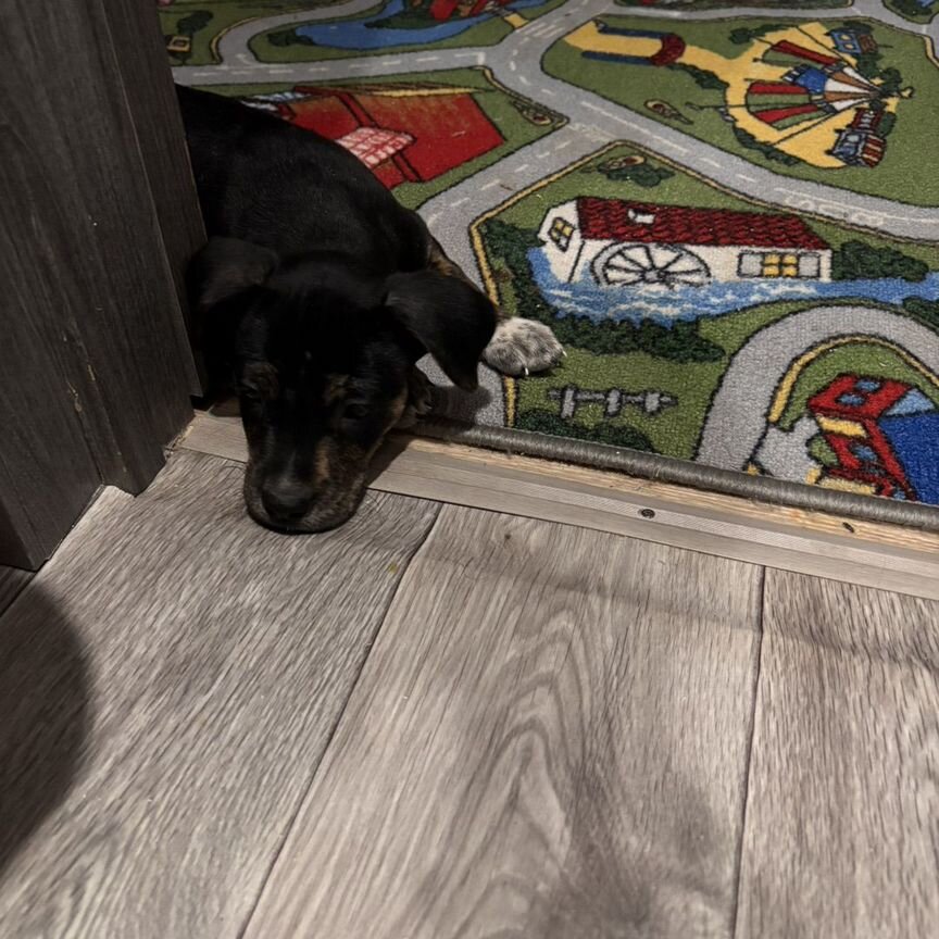 Американский стаффордширский терьер, щенок