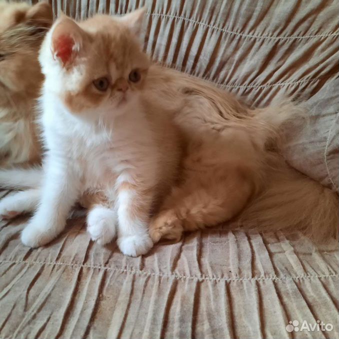 Экзотический персидский котенок