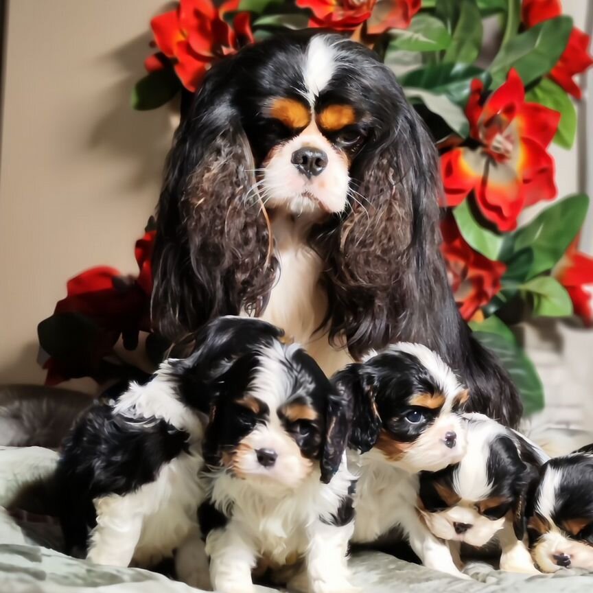 Кавалер кинг-чарльз-спаниель, щенок