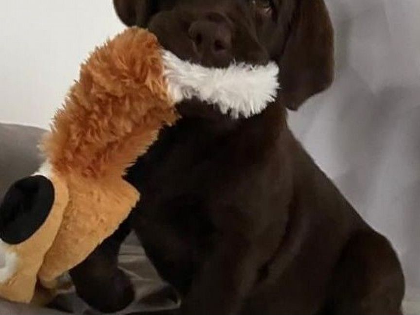 Ласковый малыш