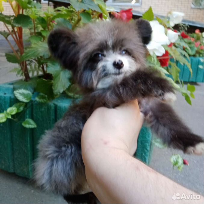 Настоящия крошка енот micro