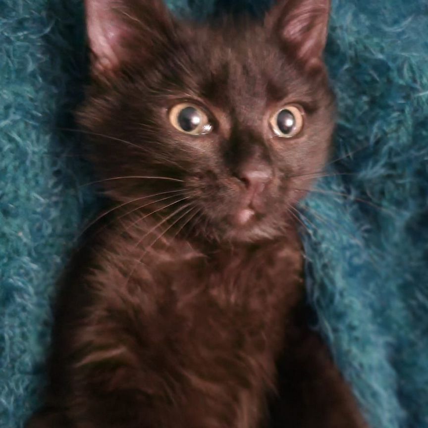 Черный котенок бесплатно (девочка, 3 мес.)