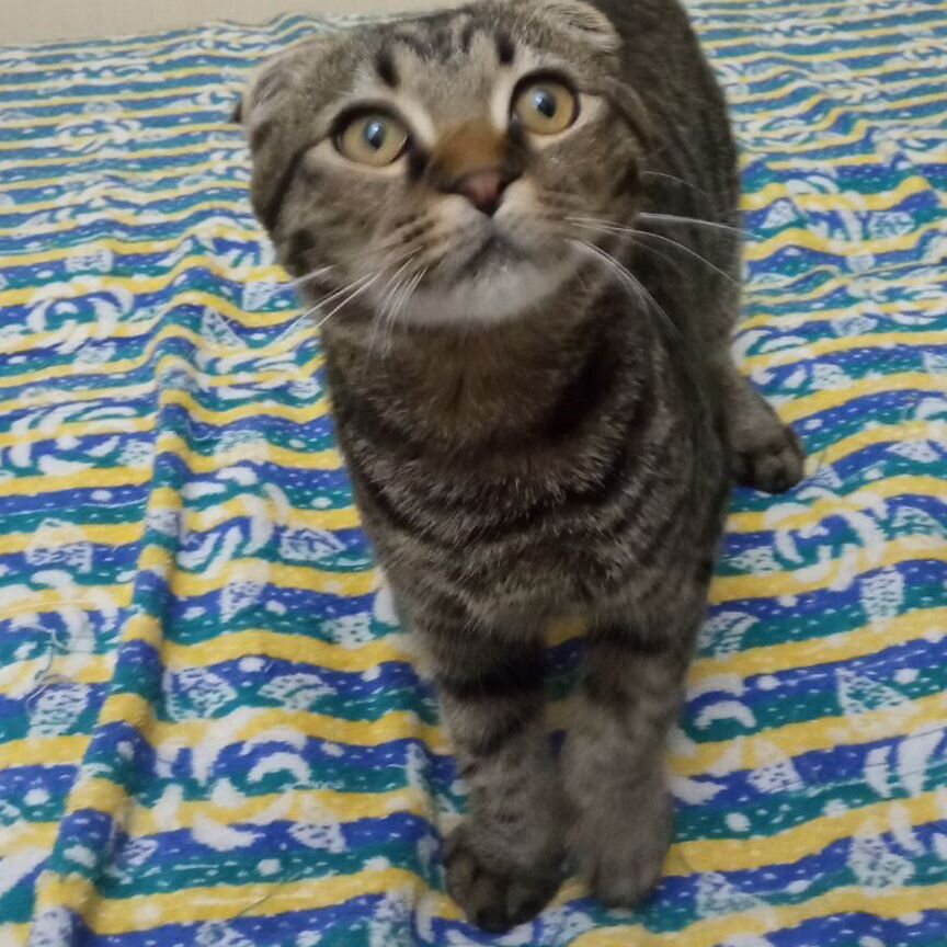 Кошка вислоухая