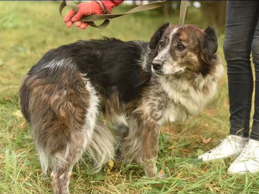 Собака из приюта в добрые руки