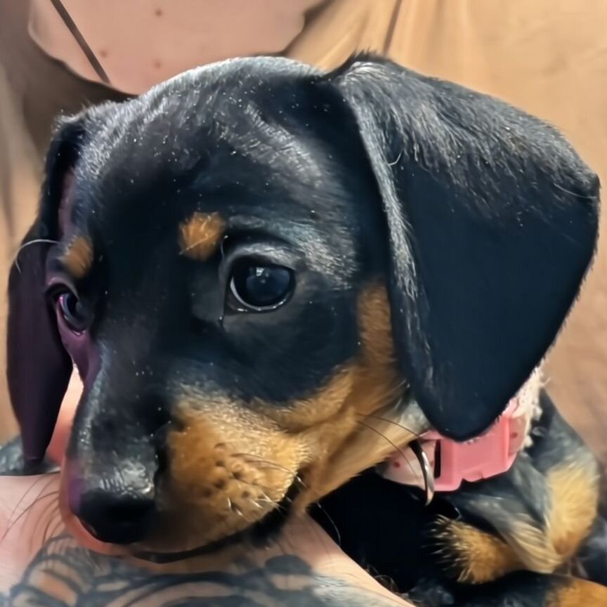 Такса, щенок