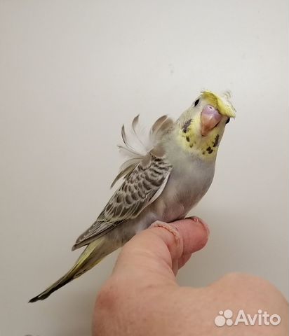 Попугайчики Хагоромо,птенцы