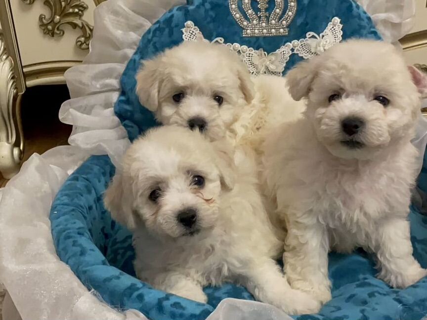 Бишон фризе