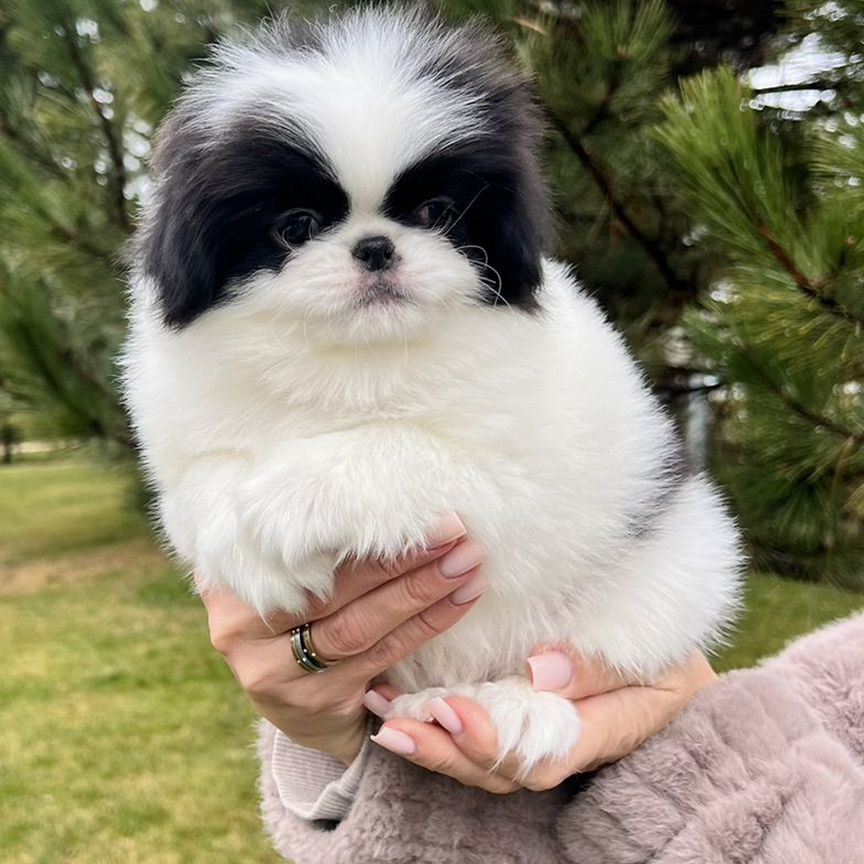 Японский хин, щенок