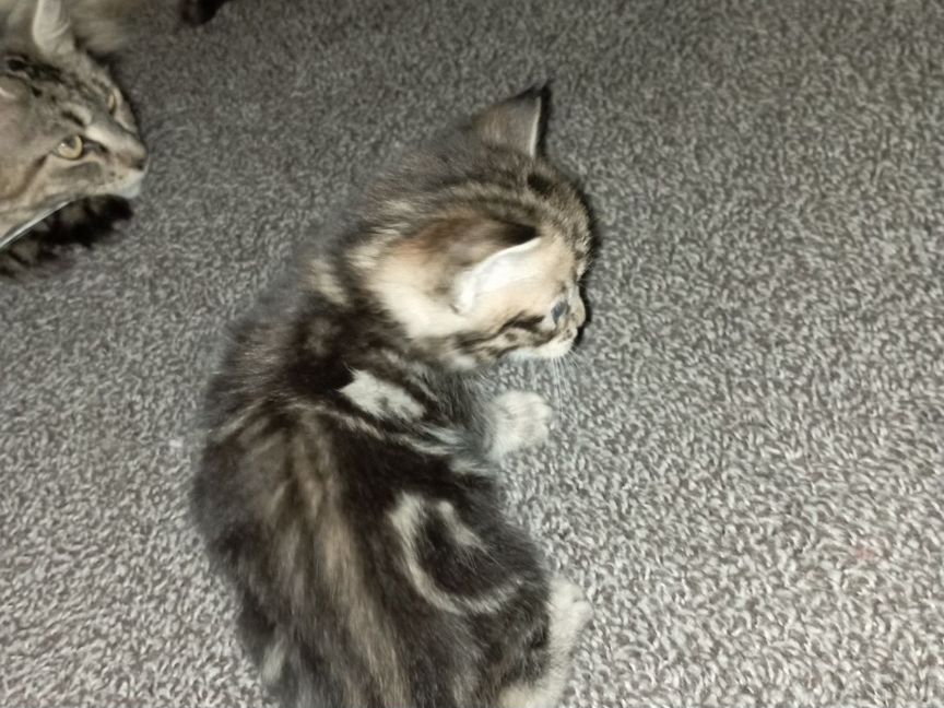 Майн кун котёнок