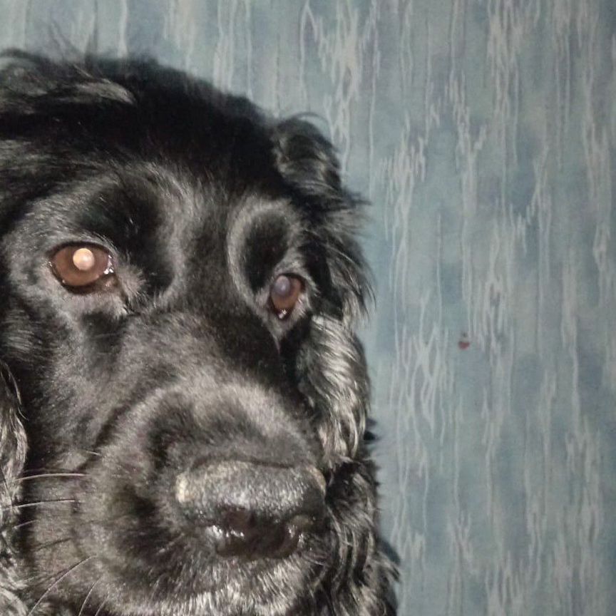 Кокер спаниель