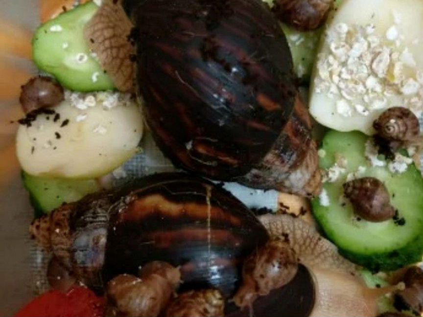 Улитка ахитинская