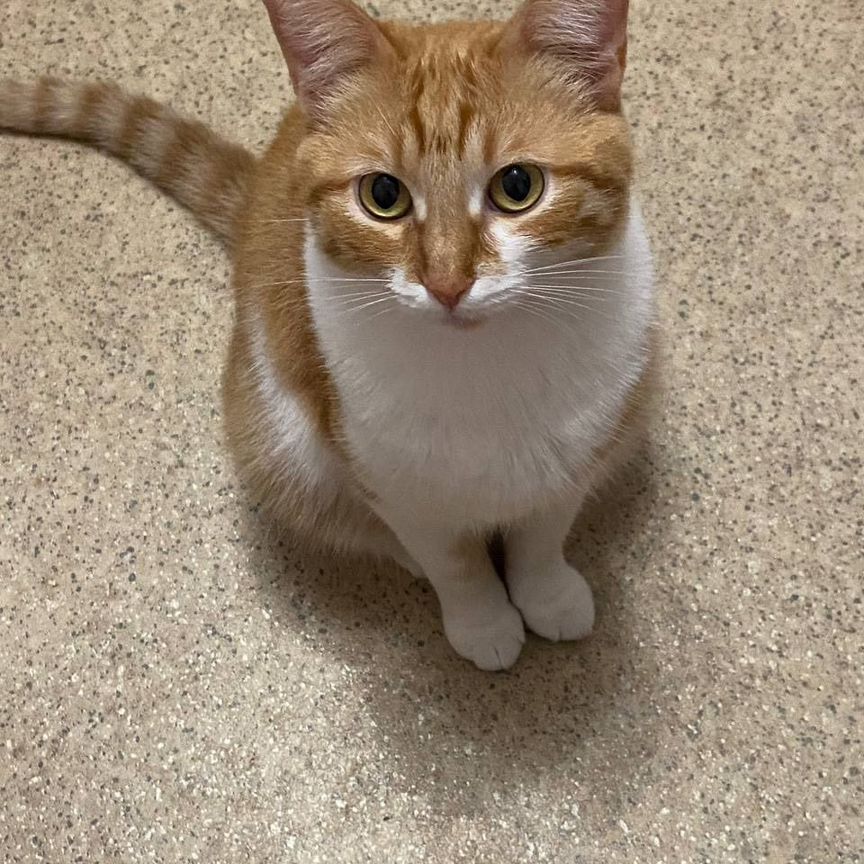 Кошка в добрые руки