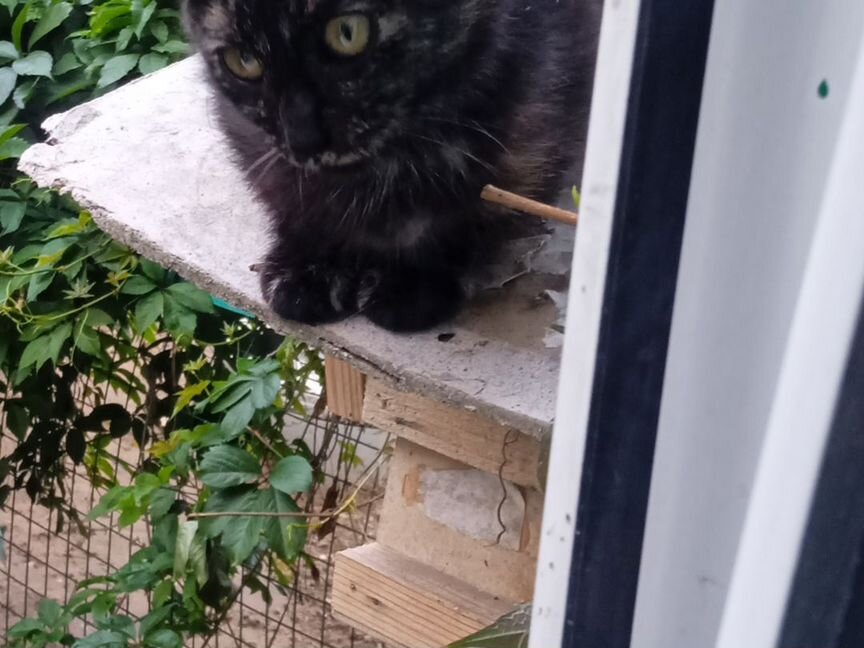 Котенок в добрые руки
