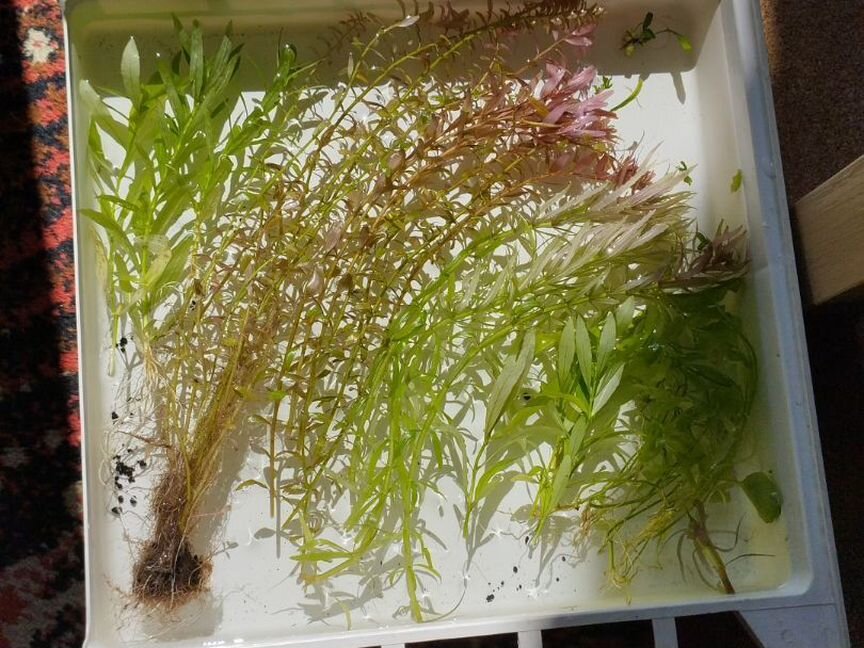 Аквариумные растения