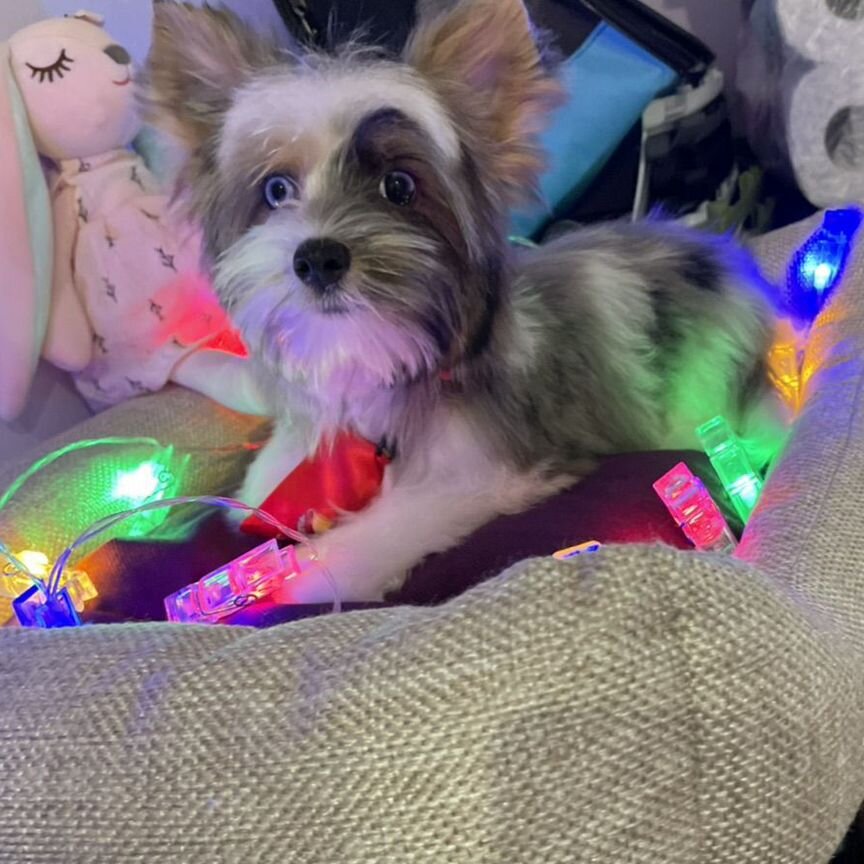 Мальчик блюберри голубые глаза