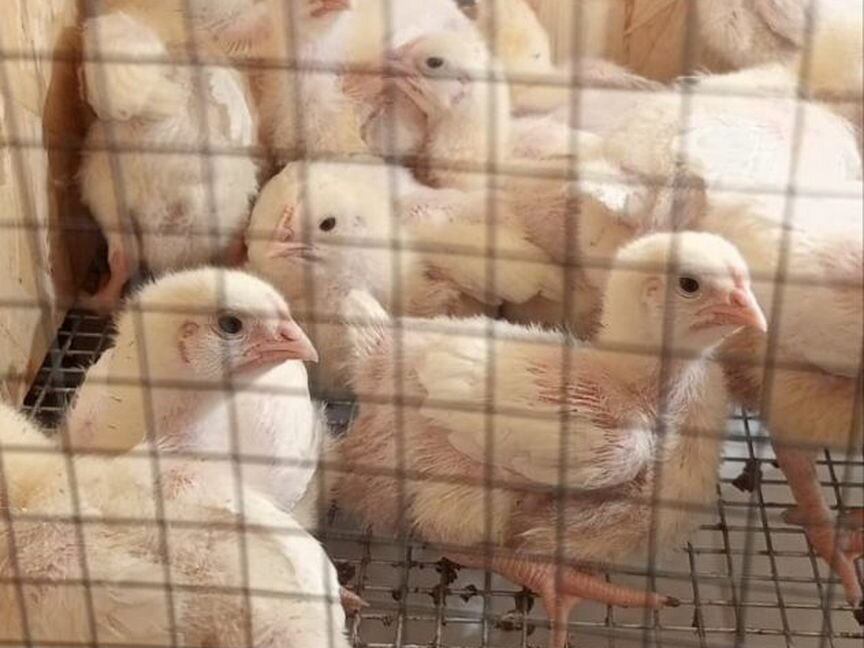 Цыплята бройлеры кобб 500 подрощенные