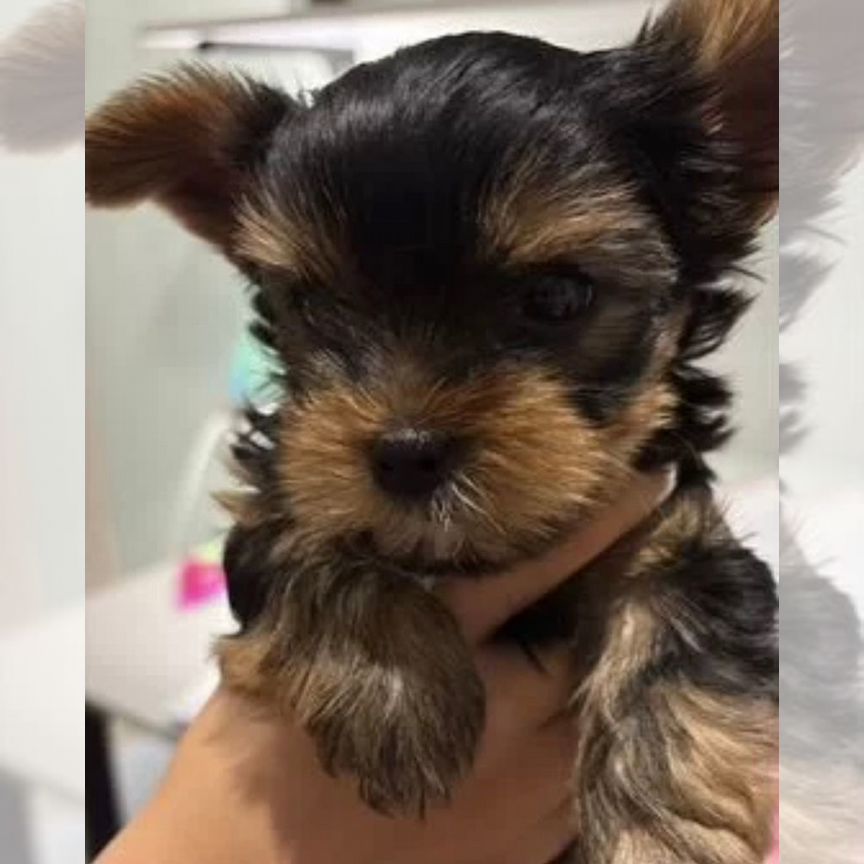 Йоркширский терьер, щенок