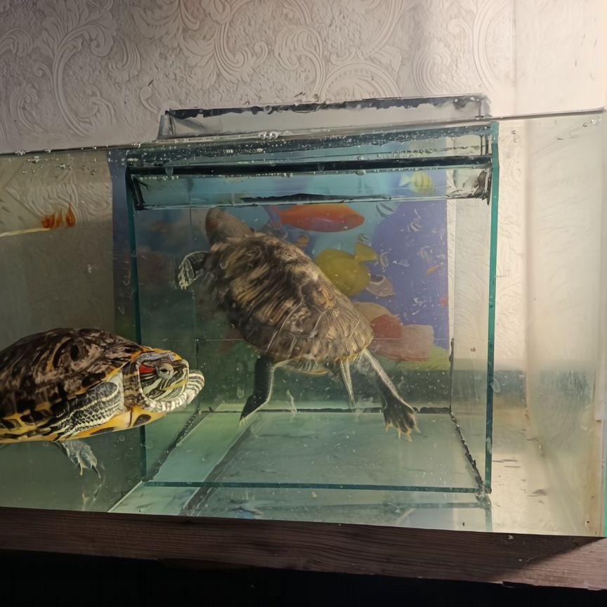 Островок для Красноухая черепаха