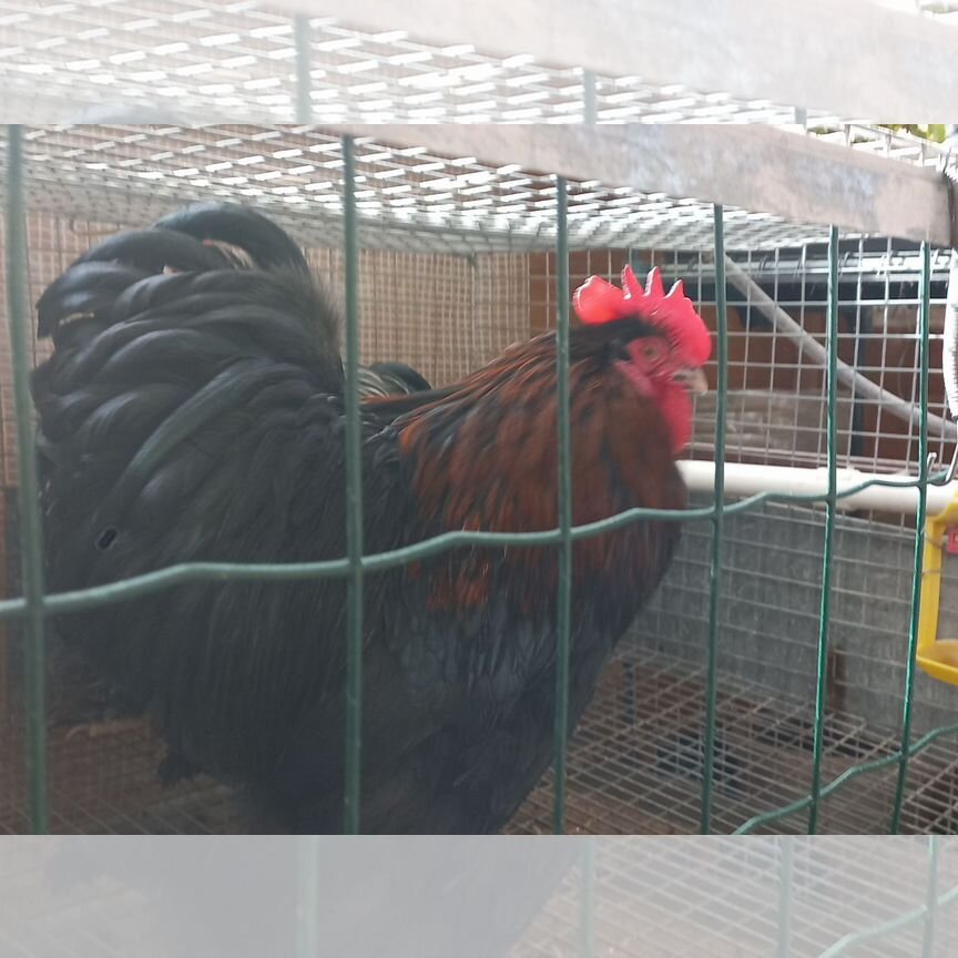 Молодые петухи