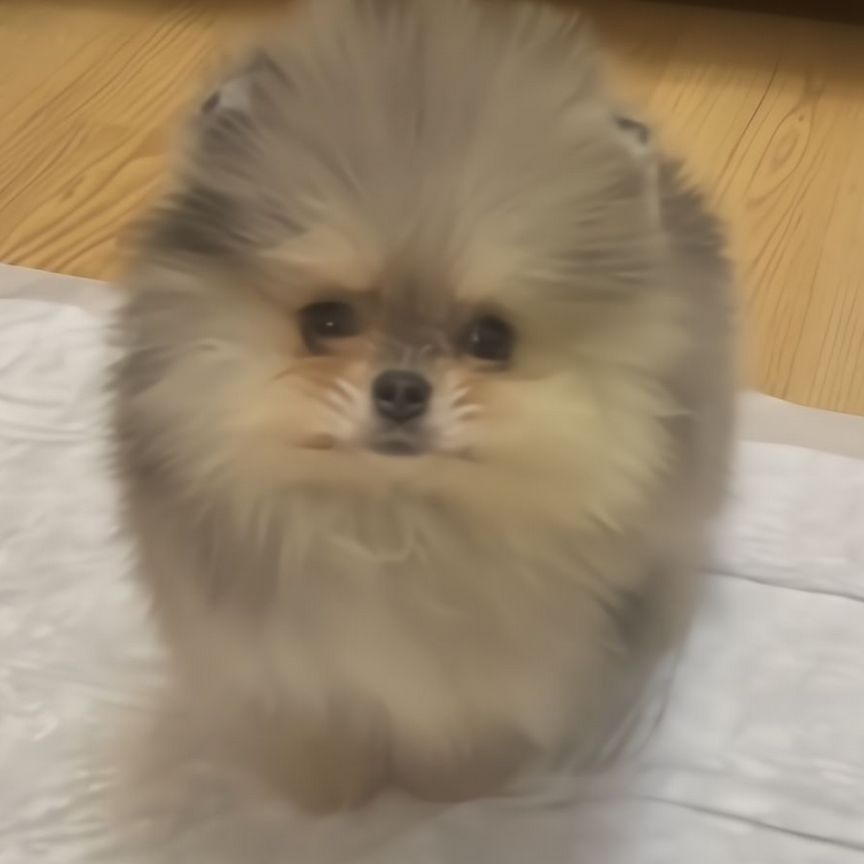 Померанский шпиц, щенок