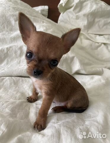 Щенки чихуахуа