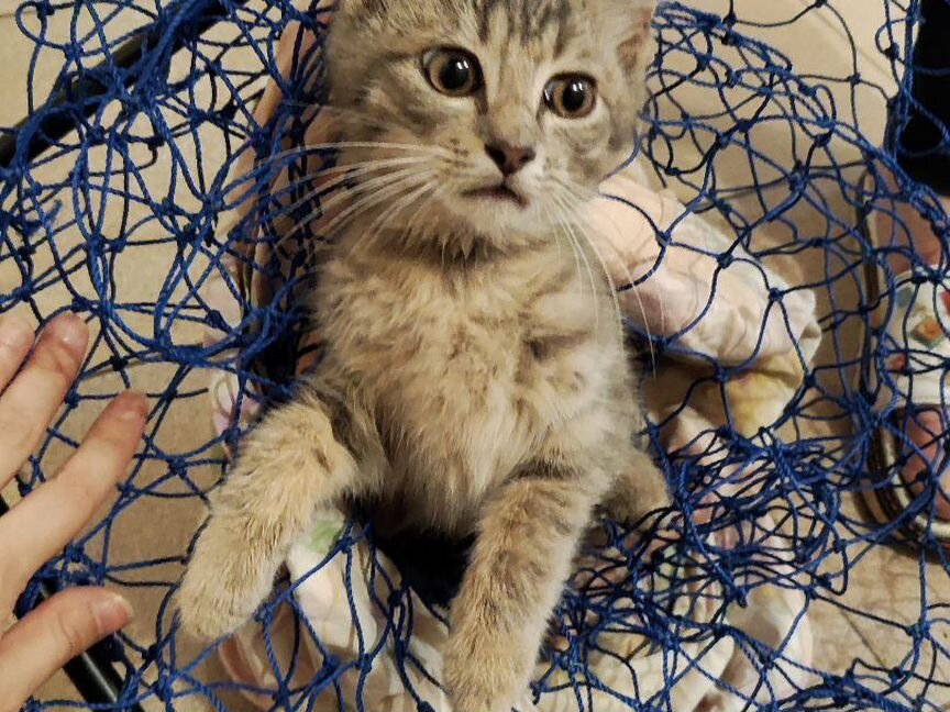 Котёнок из подвала