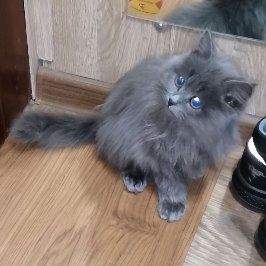 Нибелунг котёнок