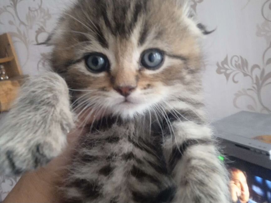 Кошка шотланская вислоухая