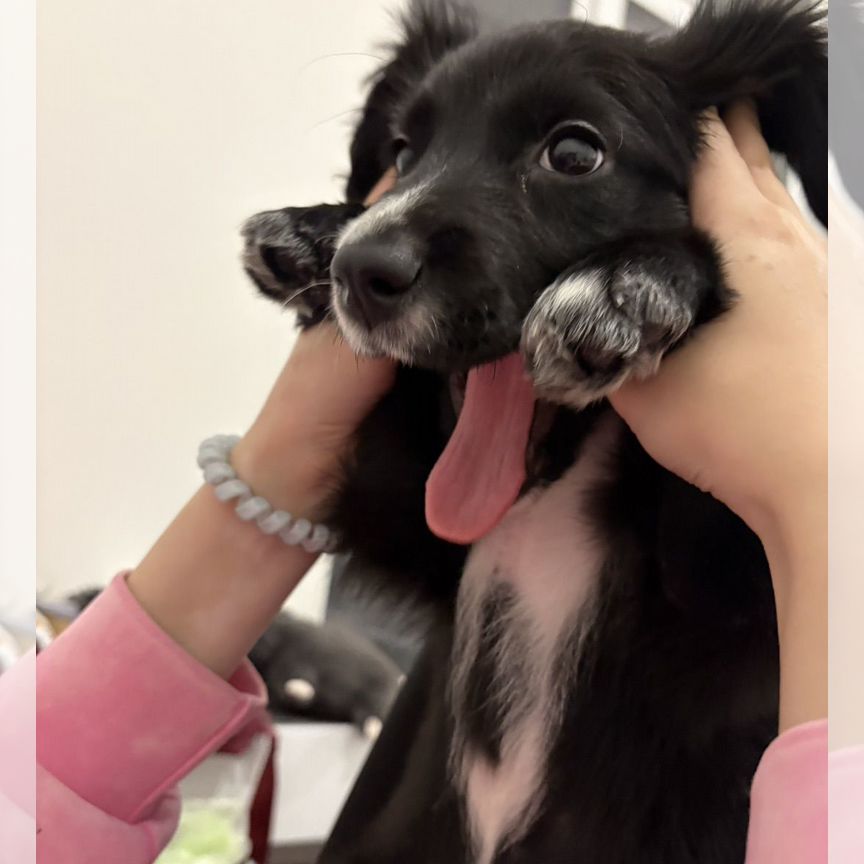 Английский кокер-спаниель, щенок