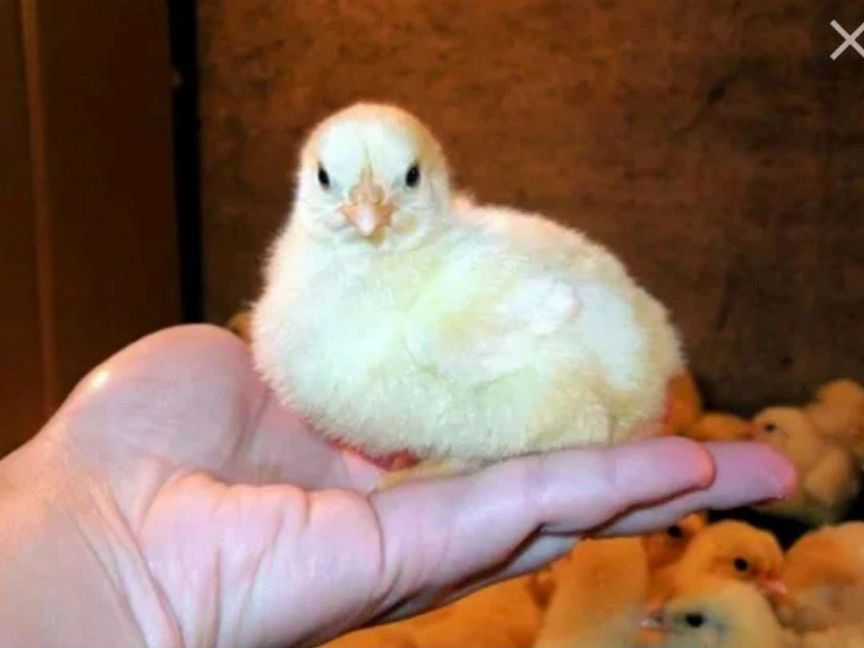 Цыплята бролеры