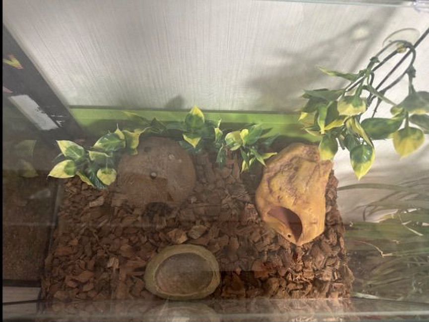 Террариум для рептилий бу