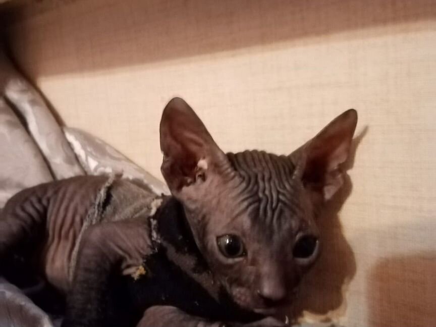 Готовы к продаже