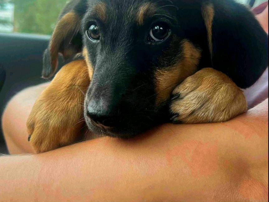 Щенок фенотип бигля в добрые руки