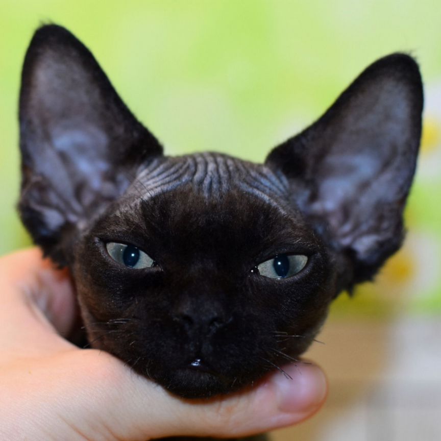 Девон-рекс котёнок