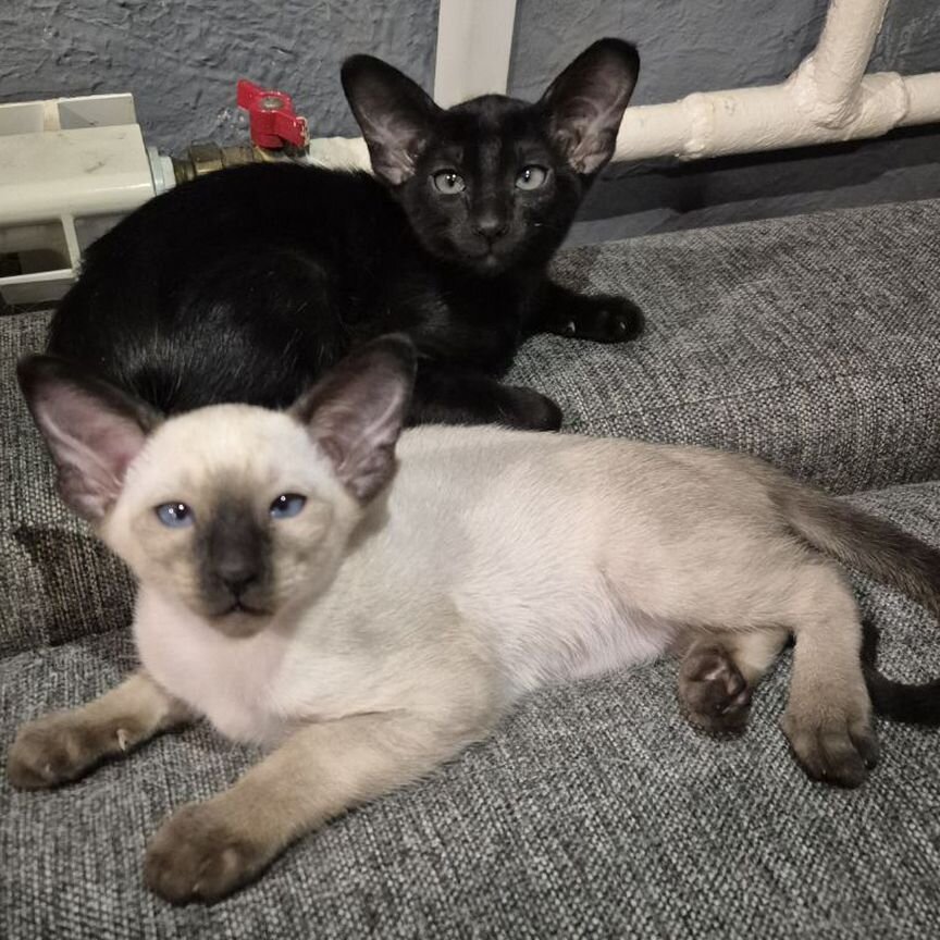 Ориентальный котёнок