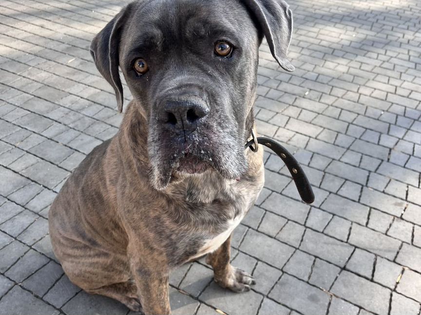 Потерялась собака Кане Корсо