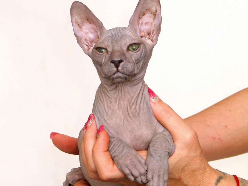 Шикарный малыш Донской сфинкс