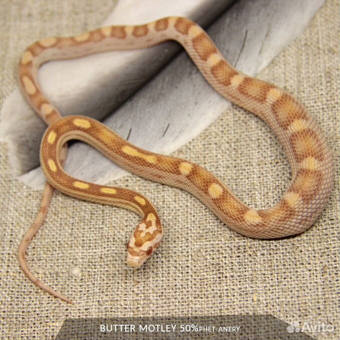 Мальки маисового полоза 2023