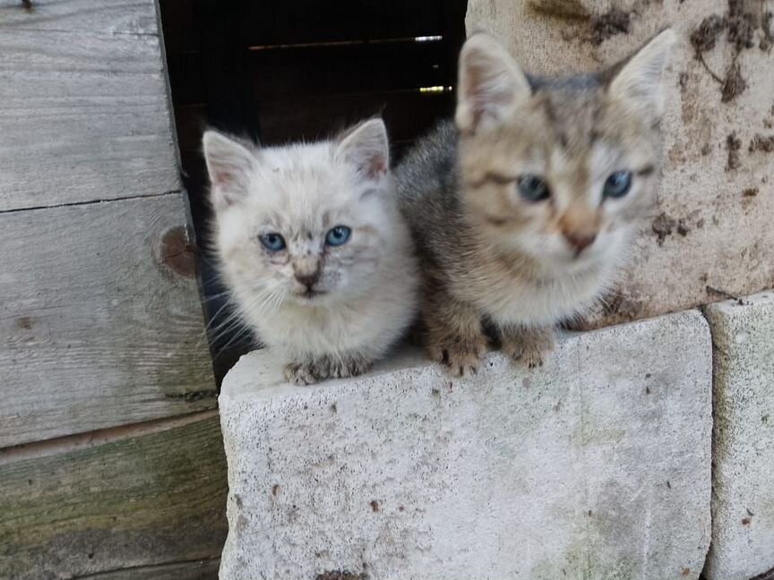 Котята в добрые руки