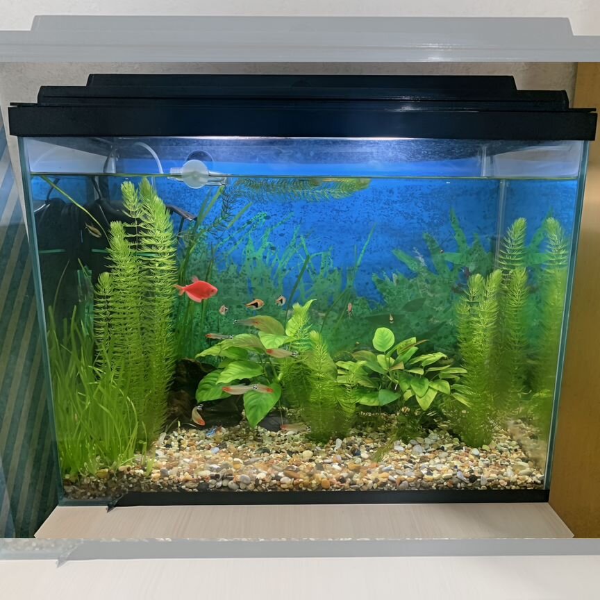 Аквариум действующий с рыбками