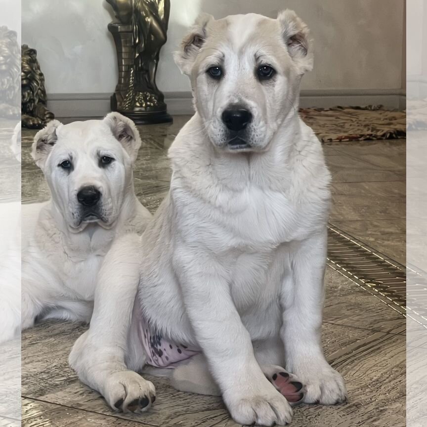 Среднеазиатская овчарка, щенок