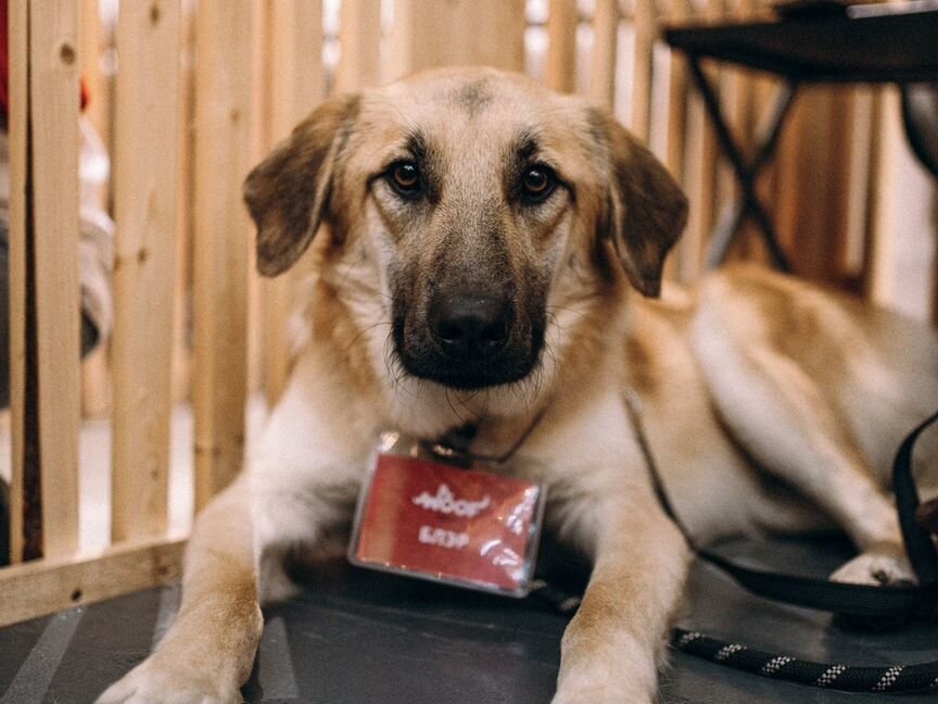 Блэр в добрые руки / собака ищет дом