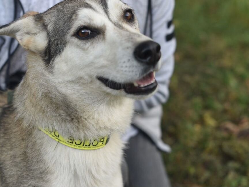 Собака Леся лайка бесплатно