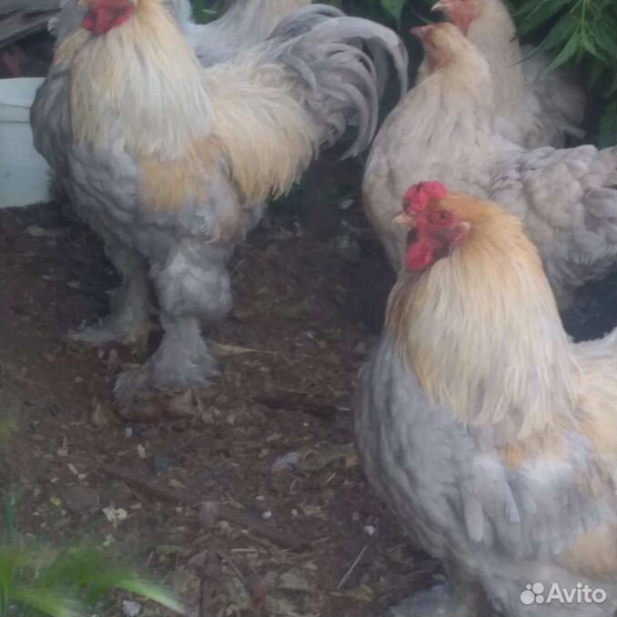 Куры и петухи брама