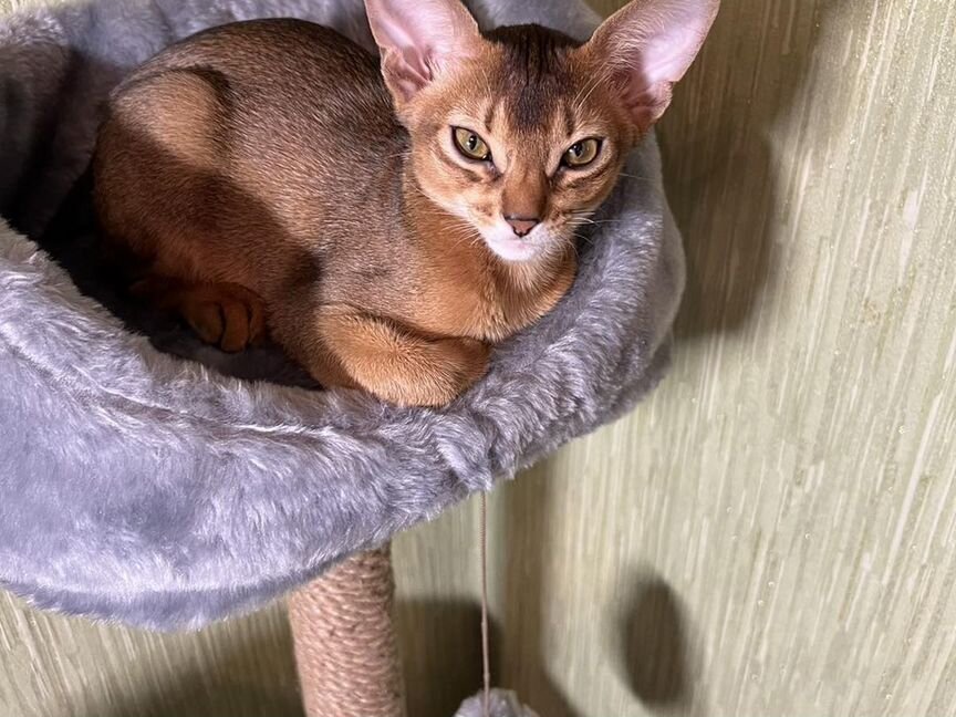 Абиссинские котята