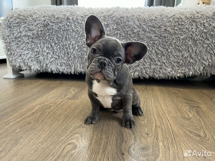 Голубо-тигровая девочка