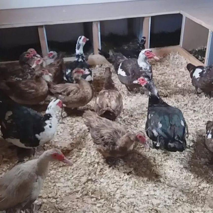 Обмен селезней индоутки на уточек